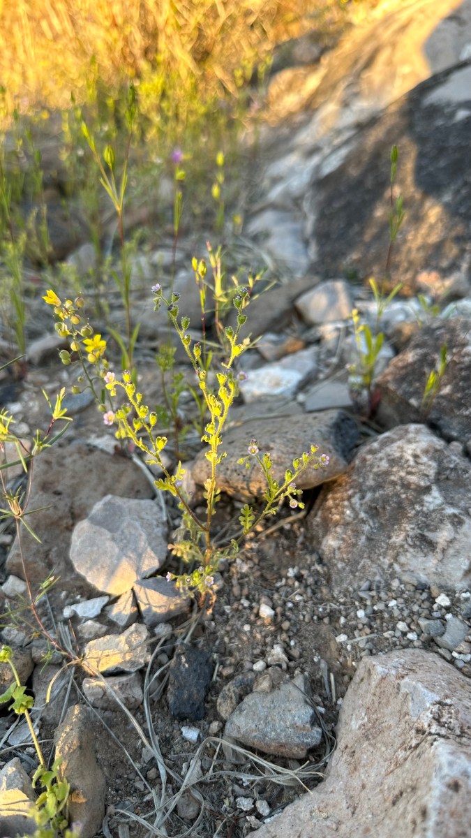 Spring Flowers, Tucson, Part 5: Dainty Desert Hideseed (Eucrypta ...