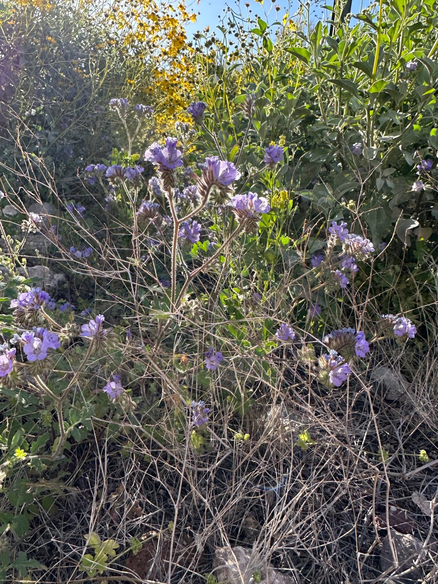 Spring Flowers, Tucson, Part 10: Purple Flower Appreciation (Phacelia ...