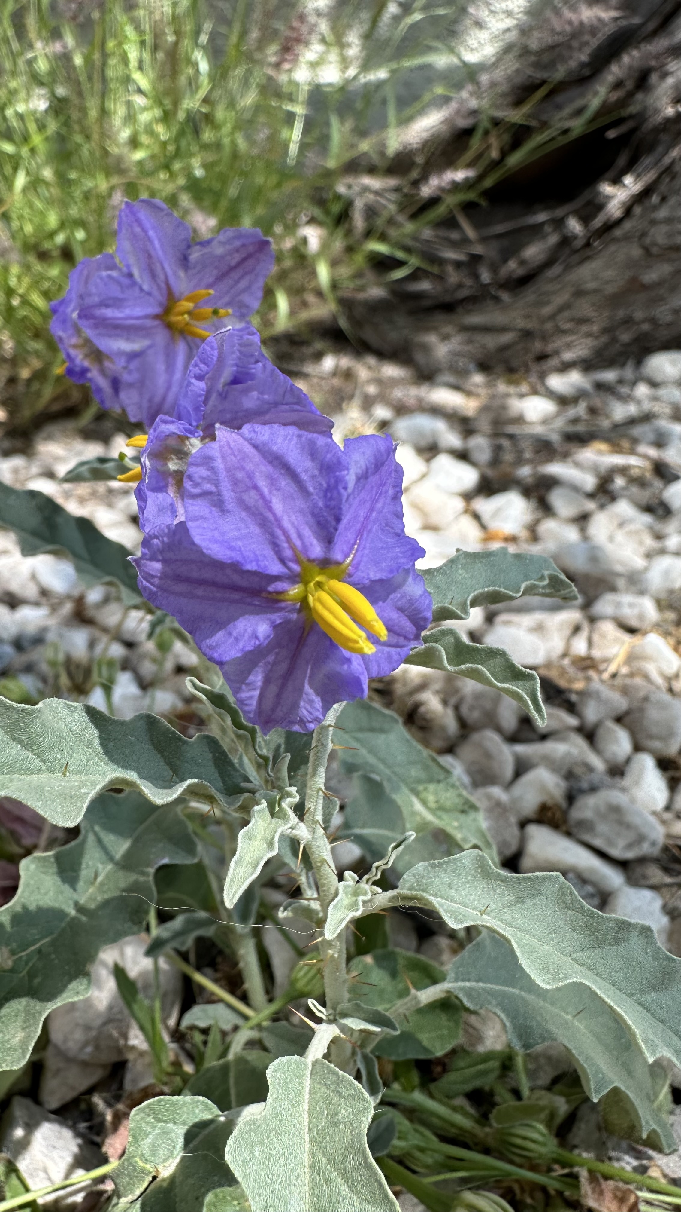 Spring Flowers, Tucson, Part 35: Silverleaf Nightshade (Solanum ...